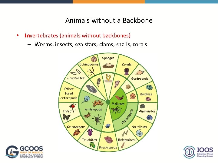 Lesson Plan Taxonomy and Classification Summary This lesson