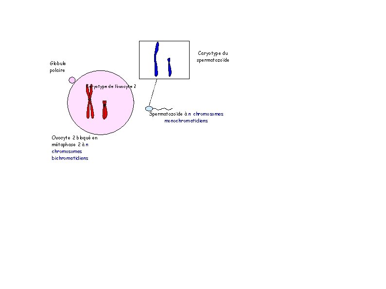 Caryotype du spermatozode Globule polaire Caryotype de lovocyte