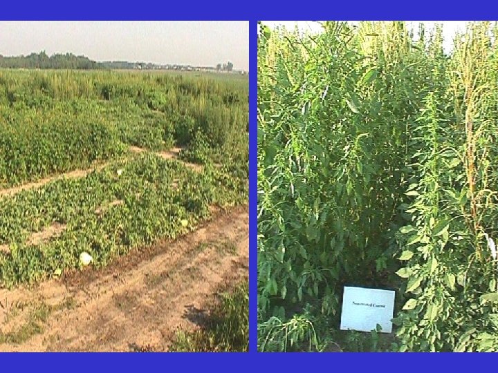 Weed Control And Watermelon Tolerance To SANDEA Herbicides