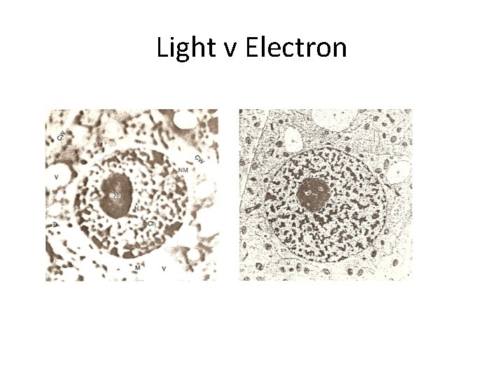 Today ITS WHO WANTS TO BE a Cell