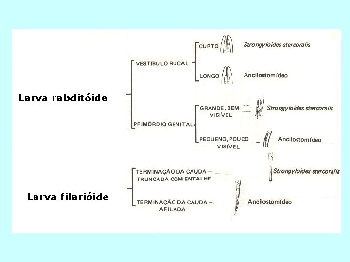 ANCILOSTOMASE INTRODUO Filo Aschelminthes Classe Nematoda Ordem Strongylida