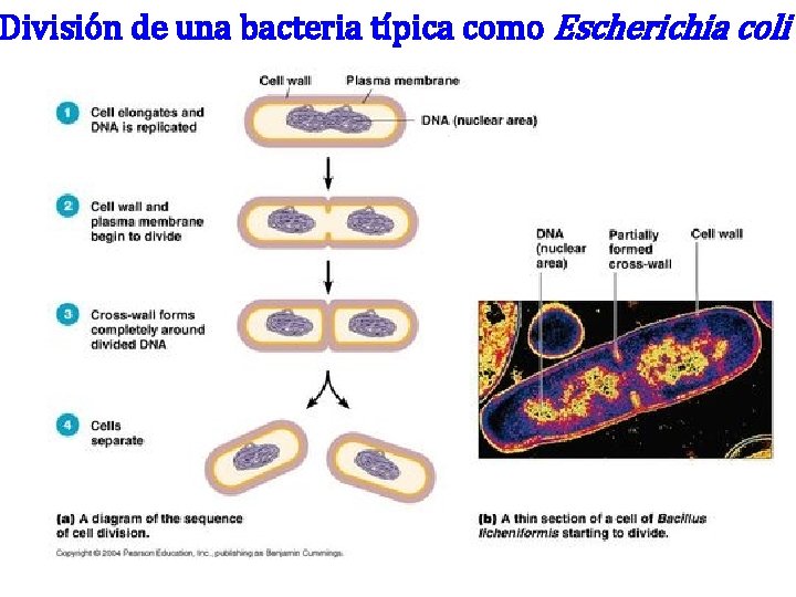 Clulas procariontes y eucariontes Tipos celulares El DNA