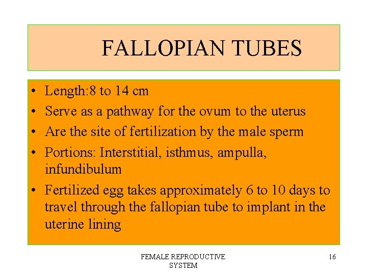 FEMALE REPRODUCTIVE ANATOMY E NAGHSHINEH M D FEMALE