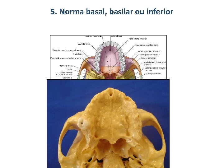 RCG 1036 ANATOMIA TOPOGRFICA APLICADA FISIOTERAPIA Normas do