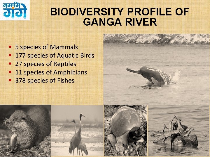 DOLPHIN CONSERVATION AND GANGA REJUVINATION Sandeep Kumar Behera