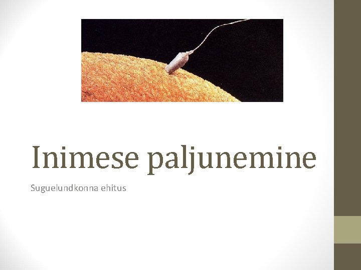 Inimese paljunemine Suguelundkonna ehitus ELUNDKONNAD histe lesannetega ...