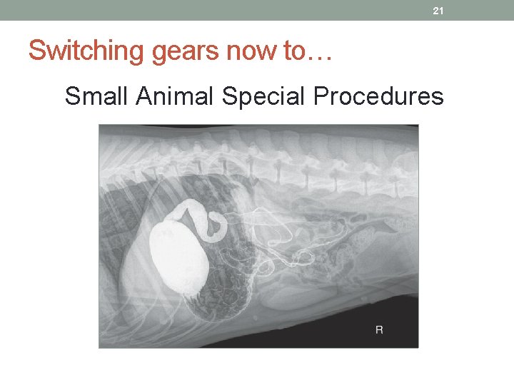 1 ABDOMINAL POSITIONING SMALL ANIMAL SPECIAL PROCEDURES Chapters