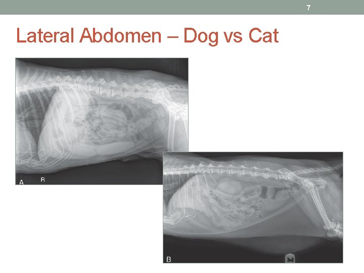 1 ABDOMINAL POSITIONING SMALL ANIMAL SPECIAL PROCEDURES Chapters