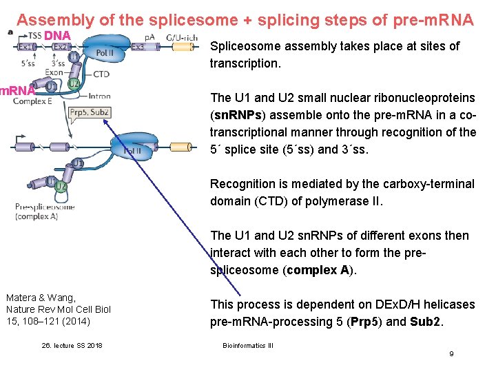 V 26 Regular vs alternative splicing Regular splicing
