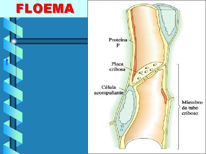 CIRCULACION VEGETAL Las plantas al igual que los
