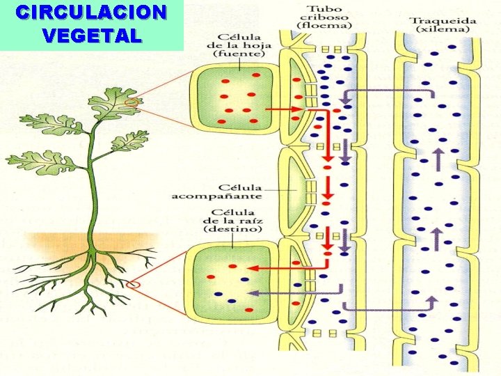 CIRCULACION VEGETAL Las plantas al igual que los