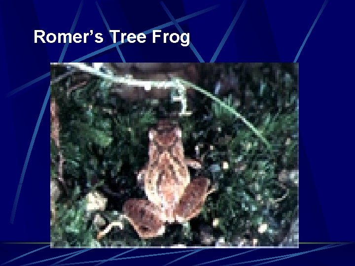 The importance of Long Valley Largest remaining freshwater