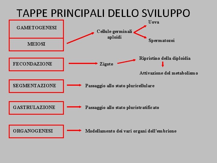 TAPPE PRINCIPALI DELLO SVILUPPO Uova GAMETOGENESI Cellule germinali