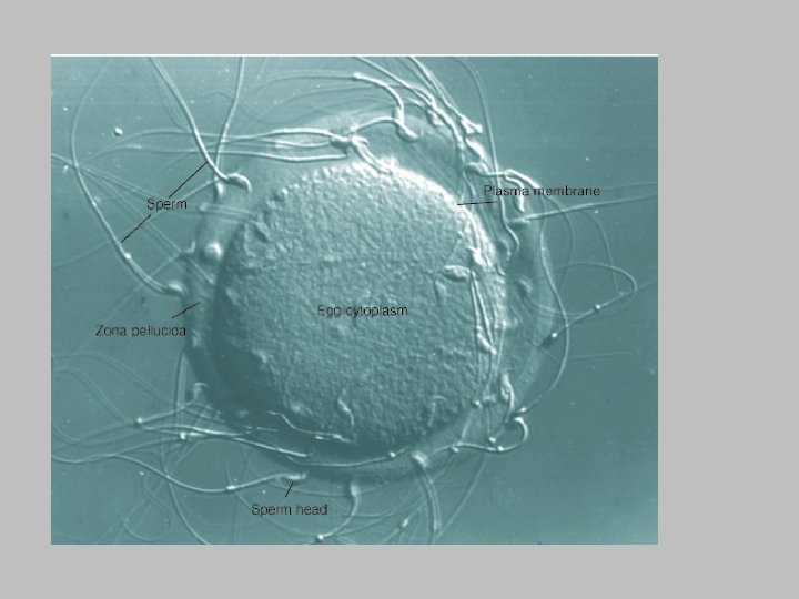TAPPE PRINCIPALI DELLO SVILUPPO Uova GAMETOGENESI Cellule germinali