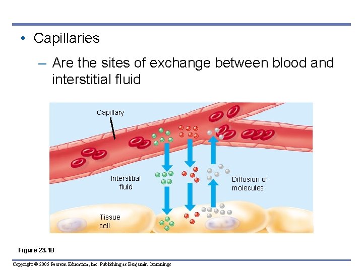 Chapter 23 Circulation Power Point Lectures for Biology