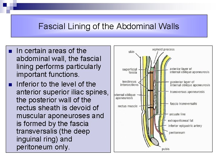 Structure of the Posterior Abdominal Wall Bony part
