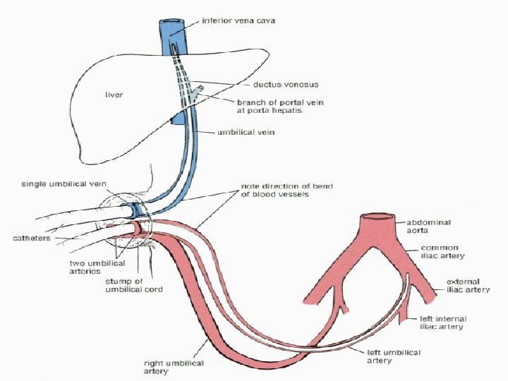 Structure of the Posterior Abdominal Wall Bony part