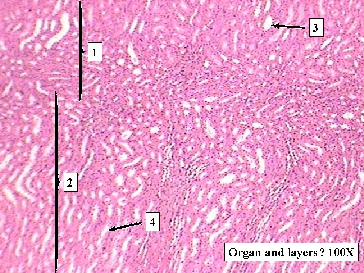 Bio 242 Unit 2 Lab 1 Histology Slides