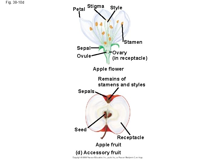 Fig 38 1 Fig 38 2 Stamen Anther