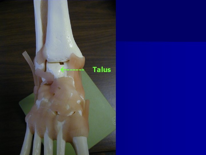Anatomy and evaluation of the ankle Ankle n