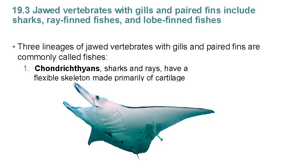 Vertebrate Diversity Chapters 19 selected sections 19 1