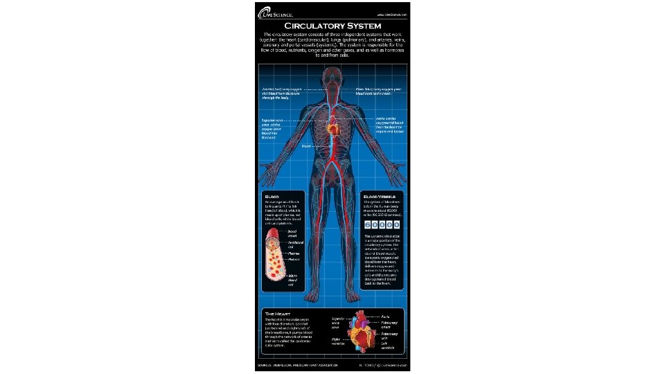 Atoms Cells Tissues Organs Systems HOMEOSTASIS Balance Analogy