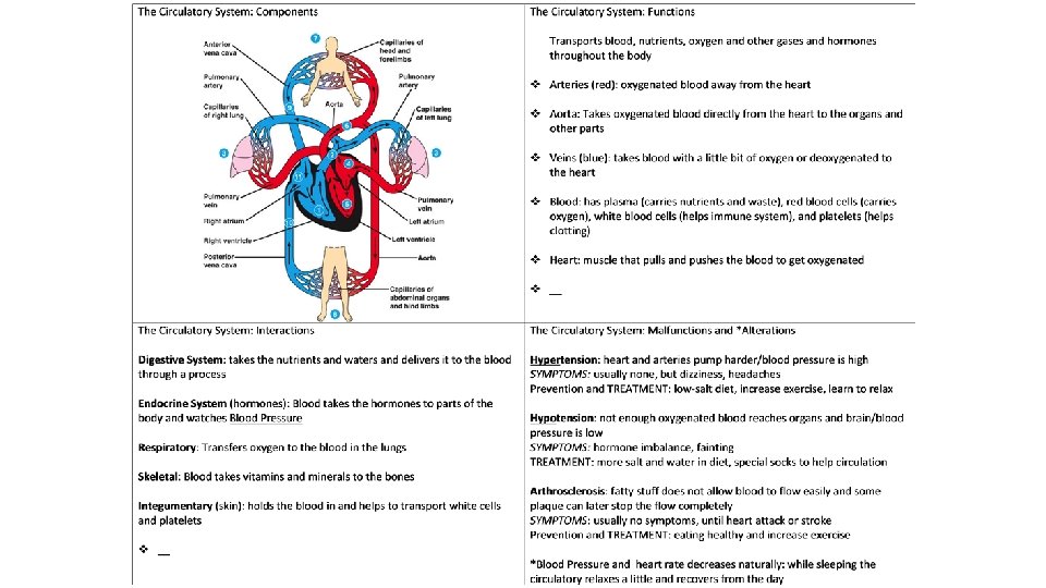 Atoms Cells Tissues Organs Systems HOMEOSTASIS Balance Analogy