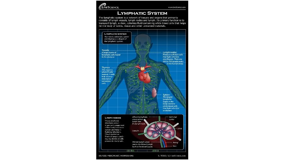 Atoms Cells Tissues Organs Systems HOMEOSTASIS Balance Analogy
