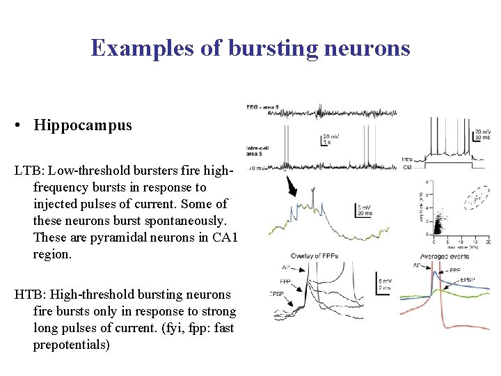 Bursting dynamics in the brain Jaeseung Jeong Department