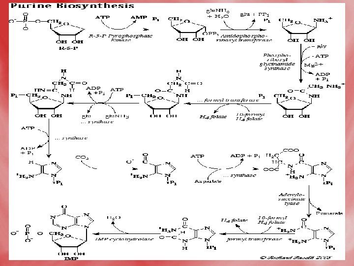 Purine and pyrimidine metabolism Dietary source Purines and