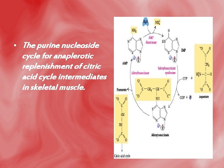 Purine and pyrimidine metabolism Dietary source Purines and