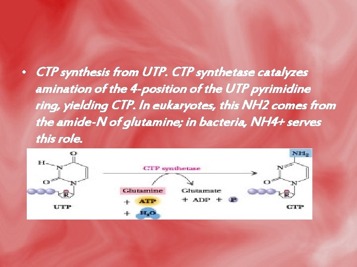 Purine and pyrimidine metabolism Dietary source Purines and