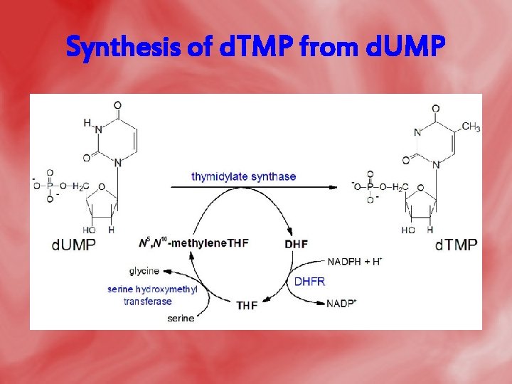 Purine and pyrimidine metabolism Dietary source Purines and