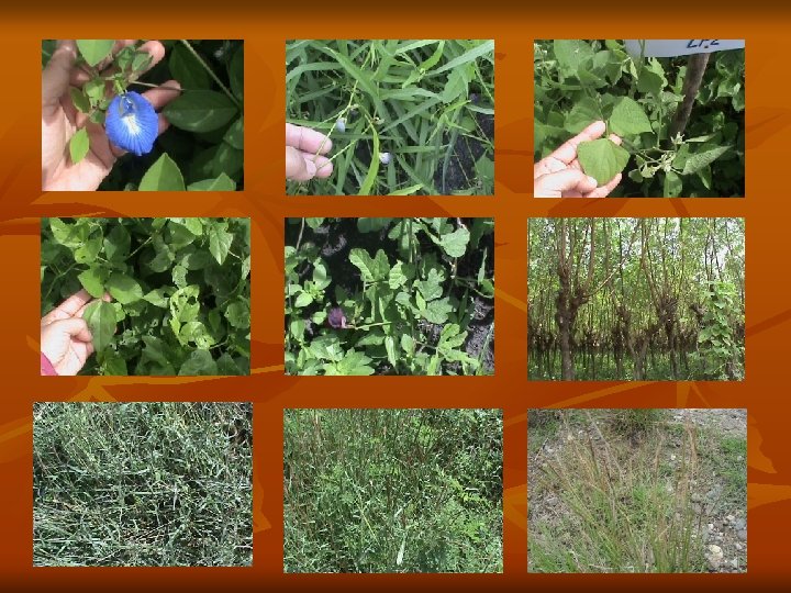 Tabel 2 Jenis Rumput dan Legum yang diambil