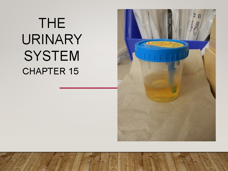 THE URINARY SYSTEM CHAPTER 15 Quick Overview of