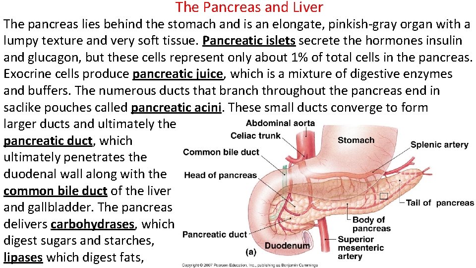 The Pancreas and Liver The pancreas lies behind