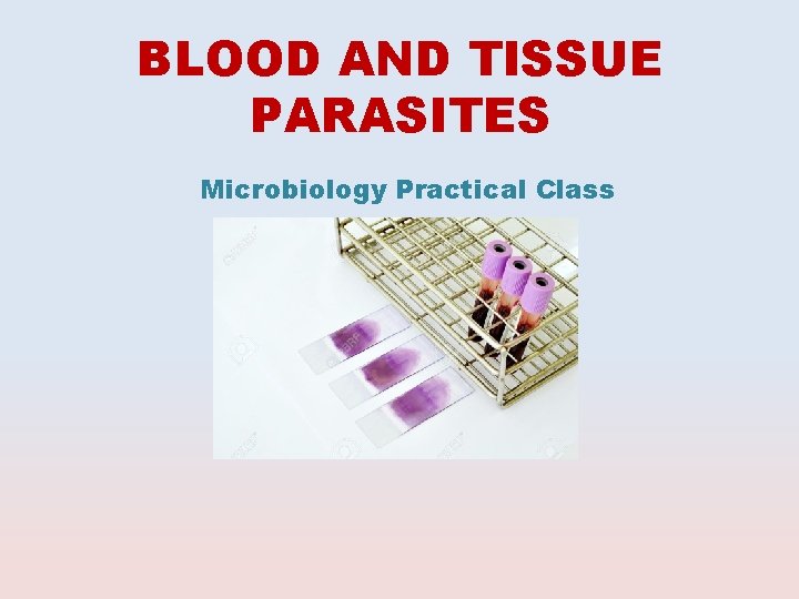 BLOOD AND TISSUE PARASITES Microbiology Practical Class MALARIA