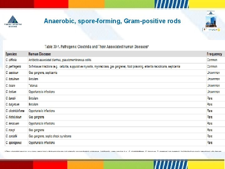 Nocardia and Anaerobic bacteria Nocardia Actinomycetes Nocardia ...