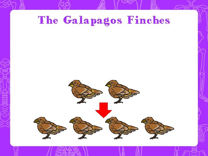 Evolution and Adaptation Photo courtesy of p j