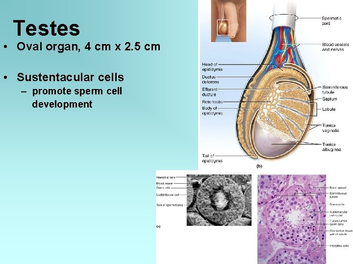 The Male Reproductive System 27 1 Objectives By