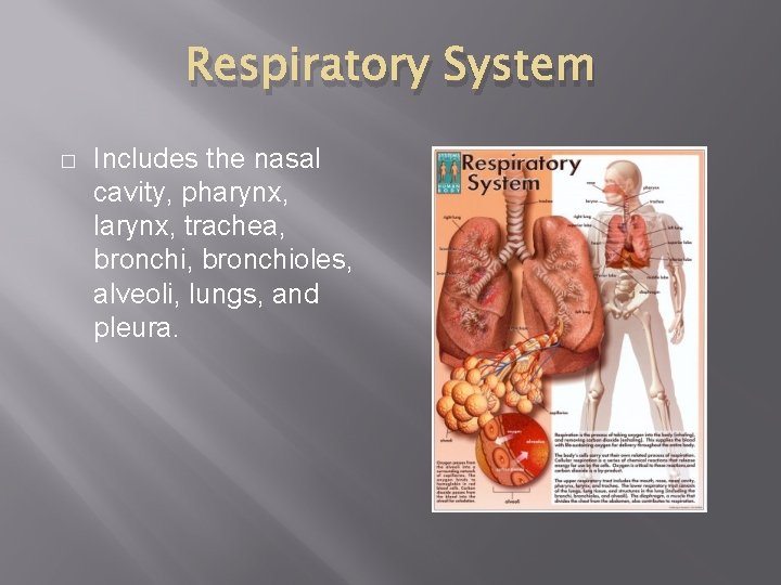RESPIRATORY SYSTEM Respiratory System Includes the nasal cavity