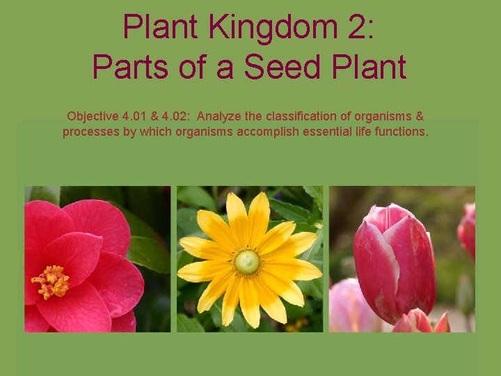 Plant Kingdom 2 Parts of a Seed Plant