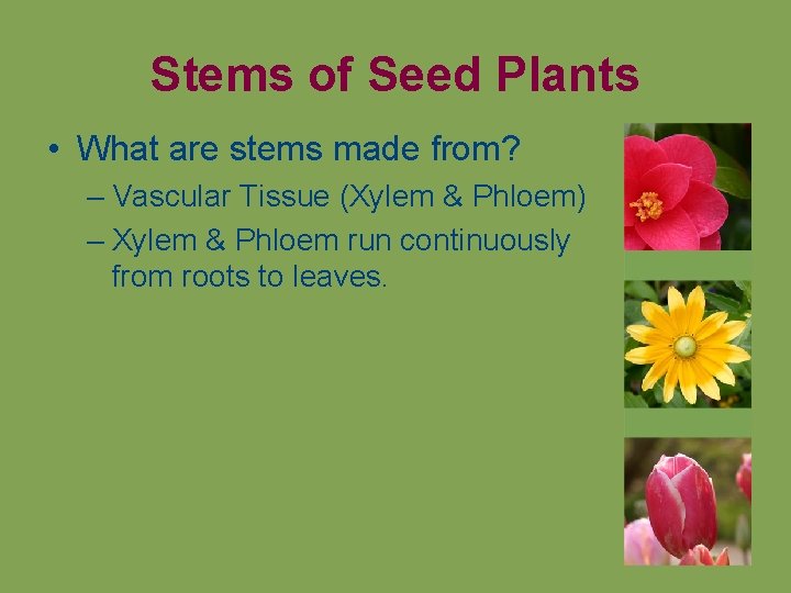 Plant Kingdom 2 Parts of a Seed Plant