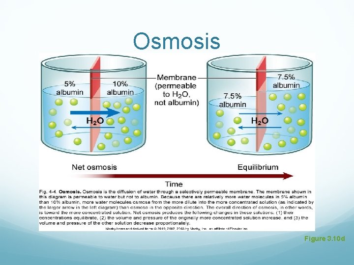 Cell physiology Areej Aloufi MSc BSc Cell Physiology