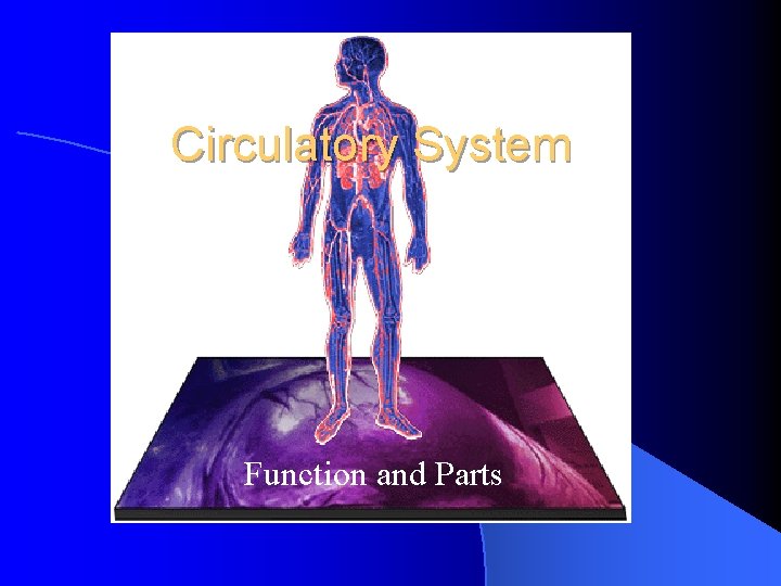 Circulatory System Function and Parts Definition l It