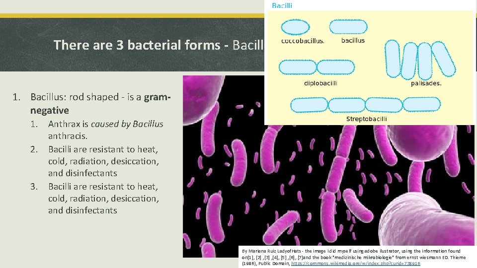 Title Layout Subtitle There are 3 bacterial forms