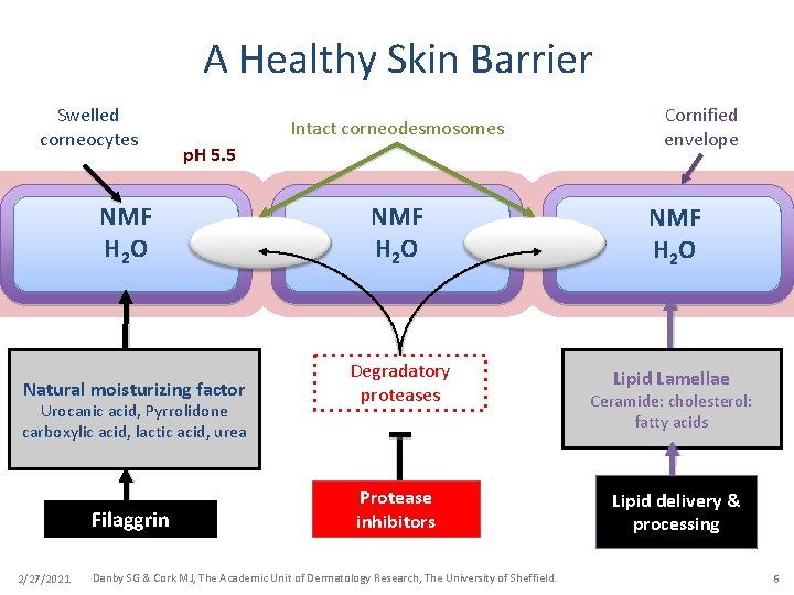 Barrier function and immunology of the skin skin