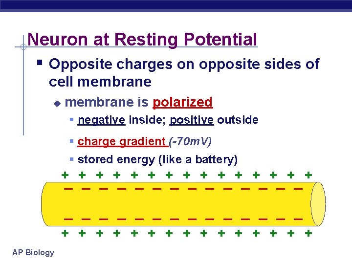 Nervous System AP Biology 2007 2008 Essential Knowledge