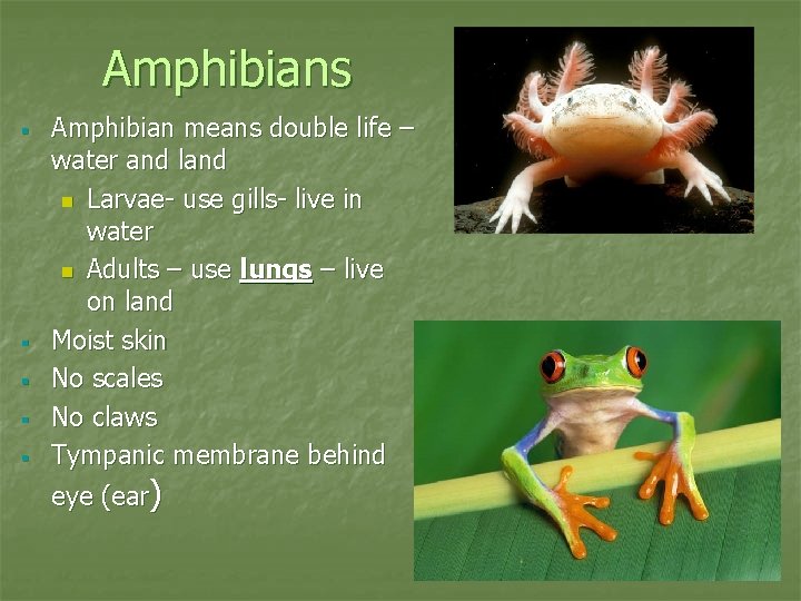 Phylum Chordata Vertebrates Fish and Amphibians Vertebrate Characteristics