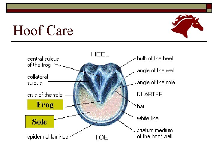 Equine Science Technology Hoof Care Hoof Care Structure
